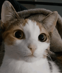 Cat Drooling Eyes While Gulp GIF | GIFDB.com