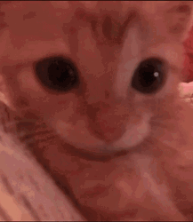 Cat Face Timothée Chalamet GIF | GIFDB.com