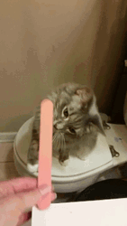 Cat Filing Nails Funny Licking Filer GIF | GIFDB.com