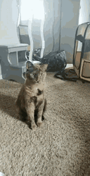 Cat Filing Nails No Take It Away From Me GIF | GIFDB.com