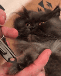 Cat Filing Nails Trimming Nails Grumpy Kitten GIF | GIFDB.com