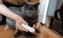 Cat Filing Nails Trimming Nails Looking Away GIF | GIFDB.com