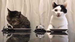 Cat Food Rings Bell GIF | GIFDB.com