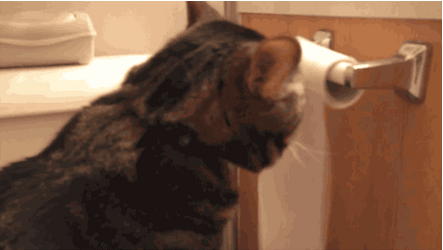 Cat Freak Rolls Tissue Paper Roll GIF | GIFDB.com