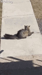 Cat Hates Wind GIF | GIFDB.com