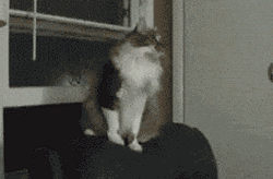 Cat Having Mental Breakdown GIF | GIFDB.com