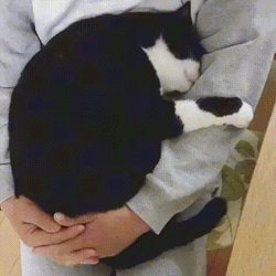 Cat Hug Cozy In Daddy's Arms GIF | GIFDB.com