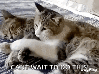 Cat Hug Gif GIF | GIFDB.com