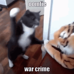 Cat In War With Toy GIF | GIFDB.com