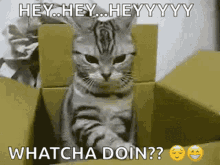 Cat Inside Box Whatcha Doin GIF | GIFDB.com