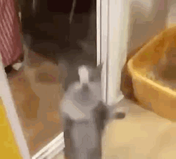 Cat Jumping Up And Down GIF | GIFDB.com