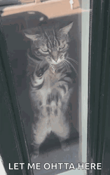 Cat Let Me Out Here GIF | GIFDB.com