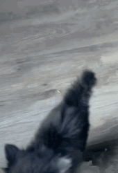 Cat Lover Small Mad Cat GIF | GIFDB.com