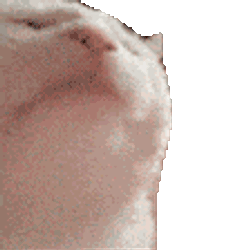 Cat Meme Cat Dance Sticker GIF | GIFDB.com