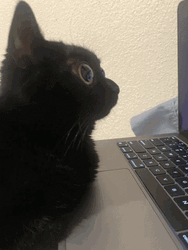 Cat On Computer Loop GIF | GIFDB.com