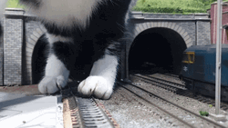 Cat Passing By Toy Train Tunnel GIF | GIFDB.com
