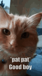 Funny Cat What The Hell Boy GIF | GIFDB.com