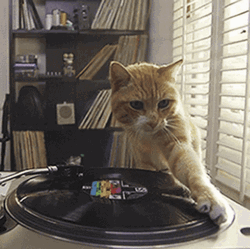 Cat Playing With Broken Record GIF | GIFDB.com