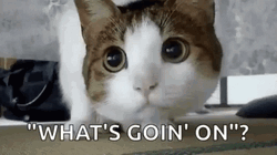 Cat Puzzled Whats Going On GIF | GIFDB.com