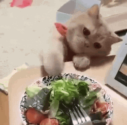Cat Reaching Food GIF | GIFDB.com