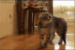 Cat Running 332 X 222 Gif GIF | GIFDB.com