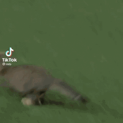 Cat Running 498 X 498 Gif GIF | GIFDB.com