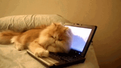 Cat Sleeps Snuggles On Computer GIF | GIFDB.com