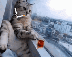 Cat Smokin And Drinking GIF | GIFDB.com