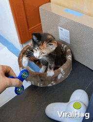 Cat Spin The Fidget Spinner GIF | GIFDB.com