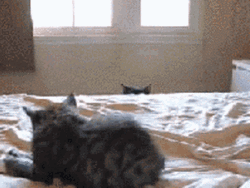 Cat Stalker Plotting GIF | GIFDB.com