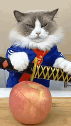 Cat Sword Slicing Apple GIF | GIFDB.com