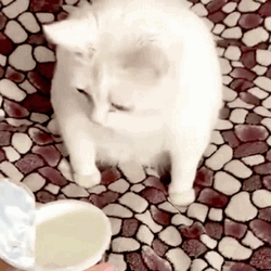 Cat Throwing Up Yuck GIF | GIFDB.com