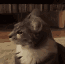 Cat Turning Around Upside Down Scary Surprise GIF | GIFDB.com
