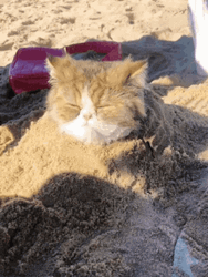 Cat Under The Sand Funny Beach GIF | GIFDB.com
