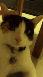 Cat Vibing Camera Works GIF | GIFDB.com