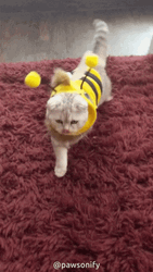 Cat Wearing Bee Costume GIF | GIFDB.com