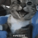 Cat Yipe Excited Meme GIF | GIFDB.com