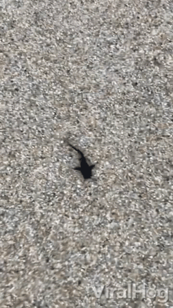 Catfish 280 X 498 Gif GIF | GIFDB.com