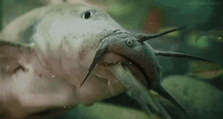 Catfish Eating Scene GIF | GIFDB.com