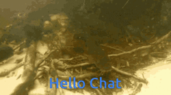 Catfish Hello Chat GIF | GIFDB.com
