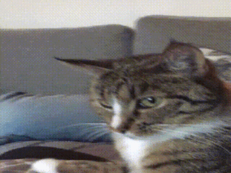 Catjam Gif File 12920kb GIF | GIFDB.com