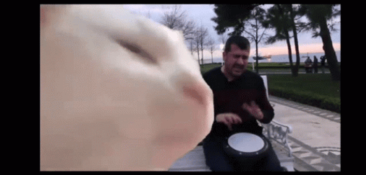 Catjam Gif File 5078kb GIF | GIFDB.com