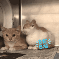 Cats Bye Bye Meme GIF | GIFDB.com