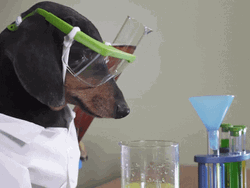 Chemistry Science Experiment Dog Scientist GIF | GIFDB.com