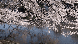 Cherry Blossom Spring Tokyo Japan GIF | GIFDB.com