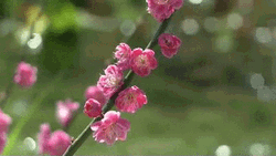 Cherry Blossom Twig Petals GIF | GIFDB.com