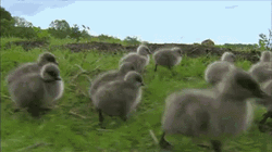 Chick Chicken Run GIF | GIFDB.com