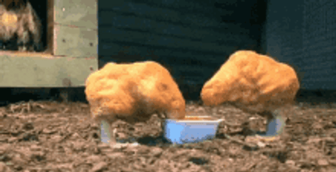 Chicken Nuggets Pecking Feeds Meme GIF | GIFDB.com