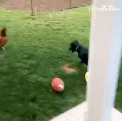 Chicken Run Chasing Dog GIF | GIFDB.com