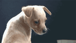 Chihuahua Cute Look Back GIF | GIFDB.com